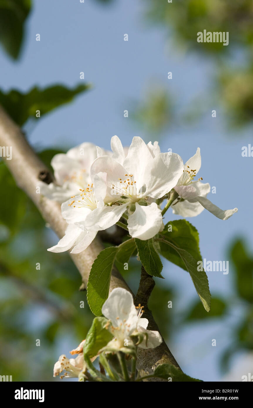 Blossom of apple tree flowers flower flowering close up with blue sky ...