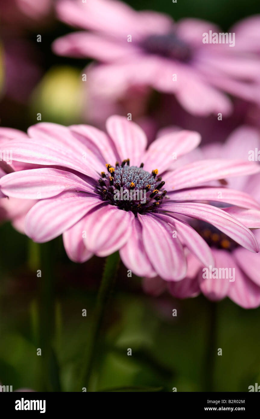 Pink Cape Daisy daisies flowers flower flowering Osteospermum close up ...