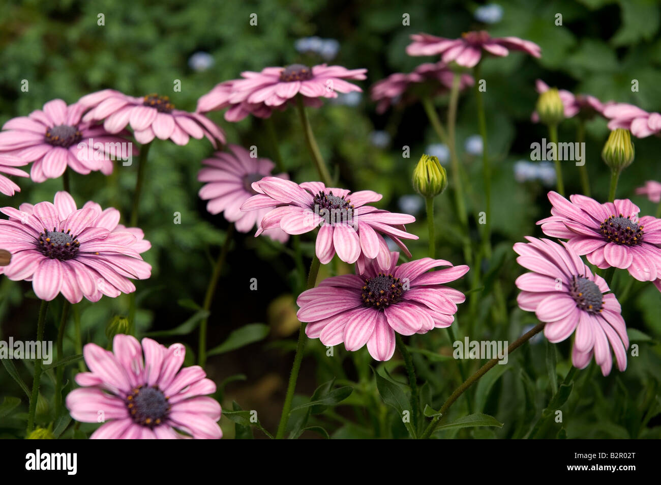 Pink Cape Daisy daisies flowers flower flowering Osteospermum close up ...