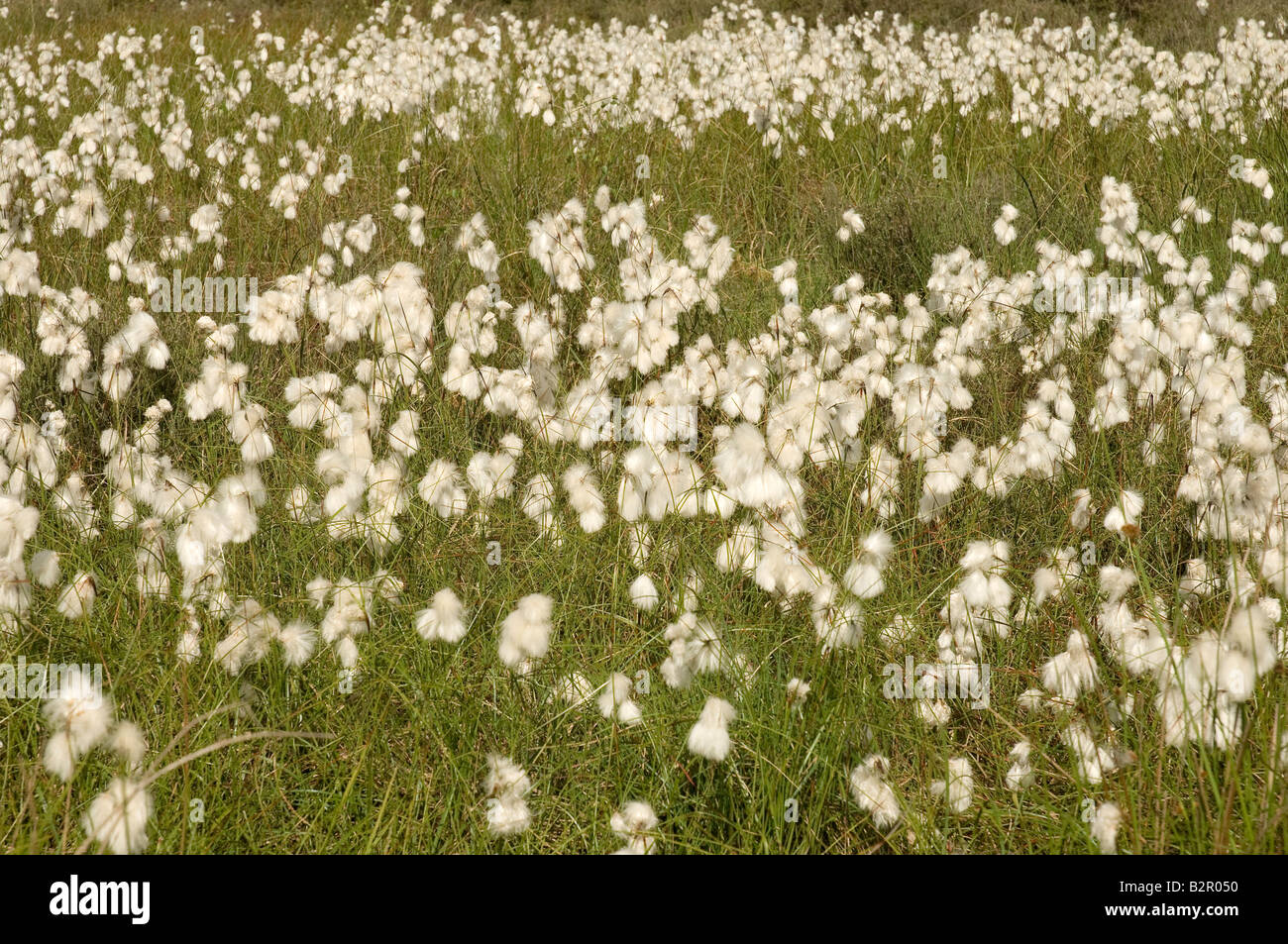 Common cottongrass growing in wetland bog marsh eriophorum ...