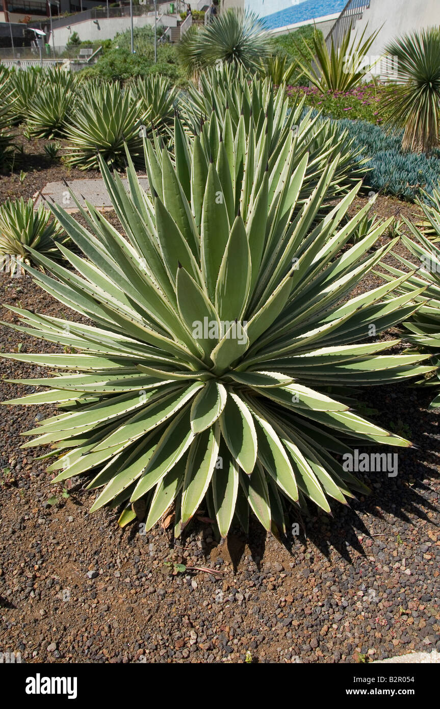 Genus Agave High Resolution Stock Photography and Images - Alamy