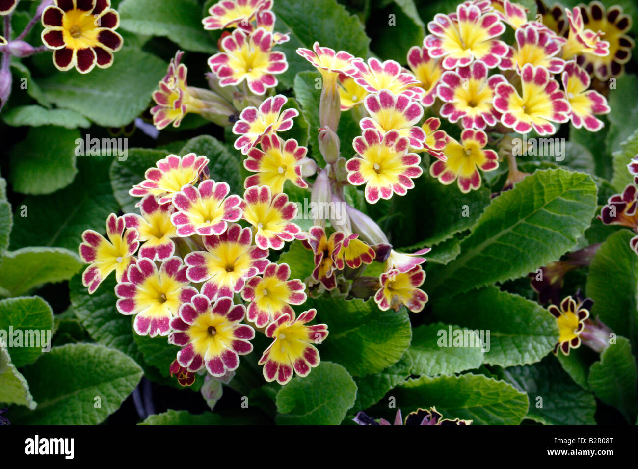Primula, Gold Laced Polyanthus, in bloom Stock Photo - Alamy