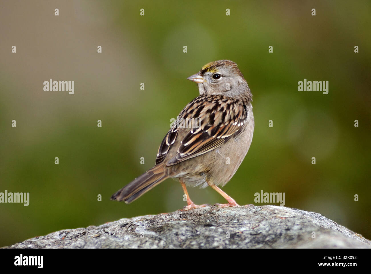 A portrait of the golden crowned sparrow Zonotrichia atricapilla on the ...