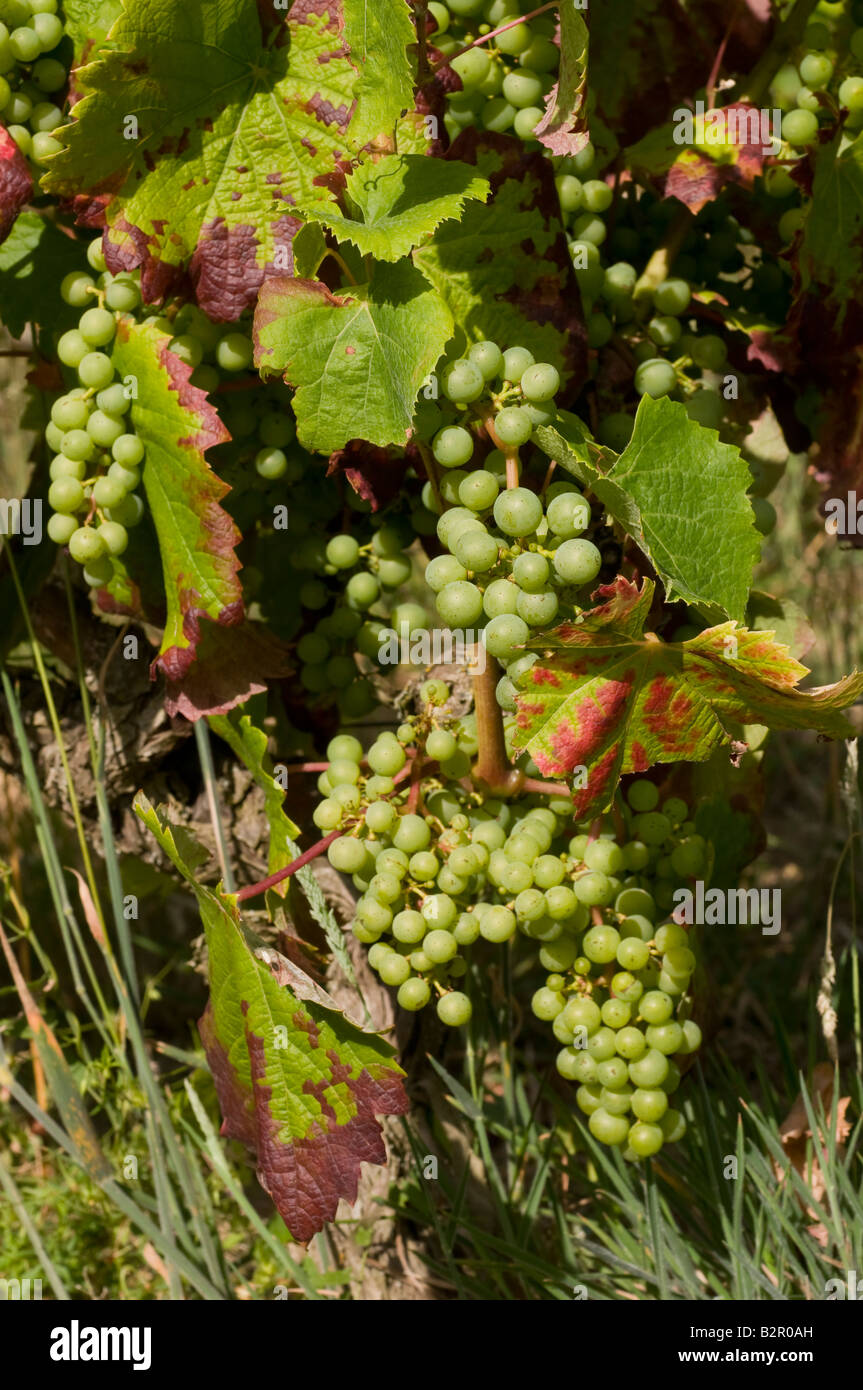 Grape vines (bunches of grapes one month before fully ripe), Indre et ...