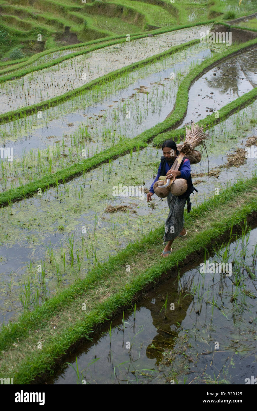 bali indonesia ubud rice paddy field terrace tier palm jungle water ...