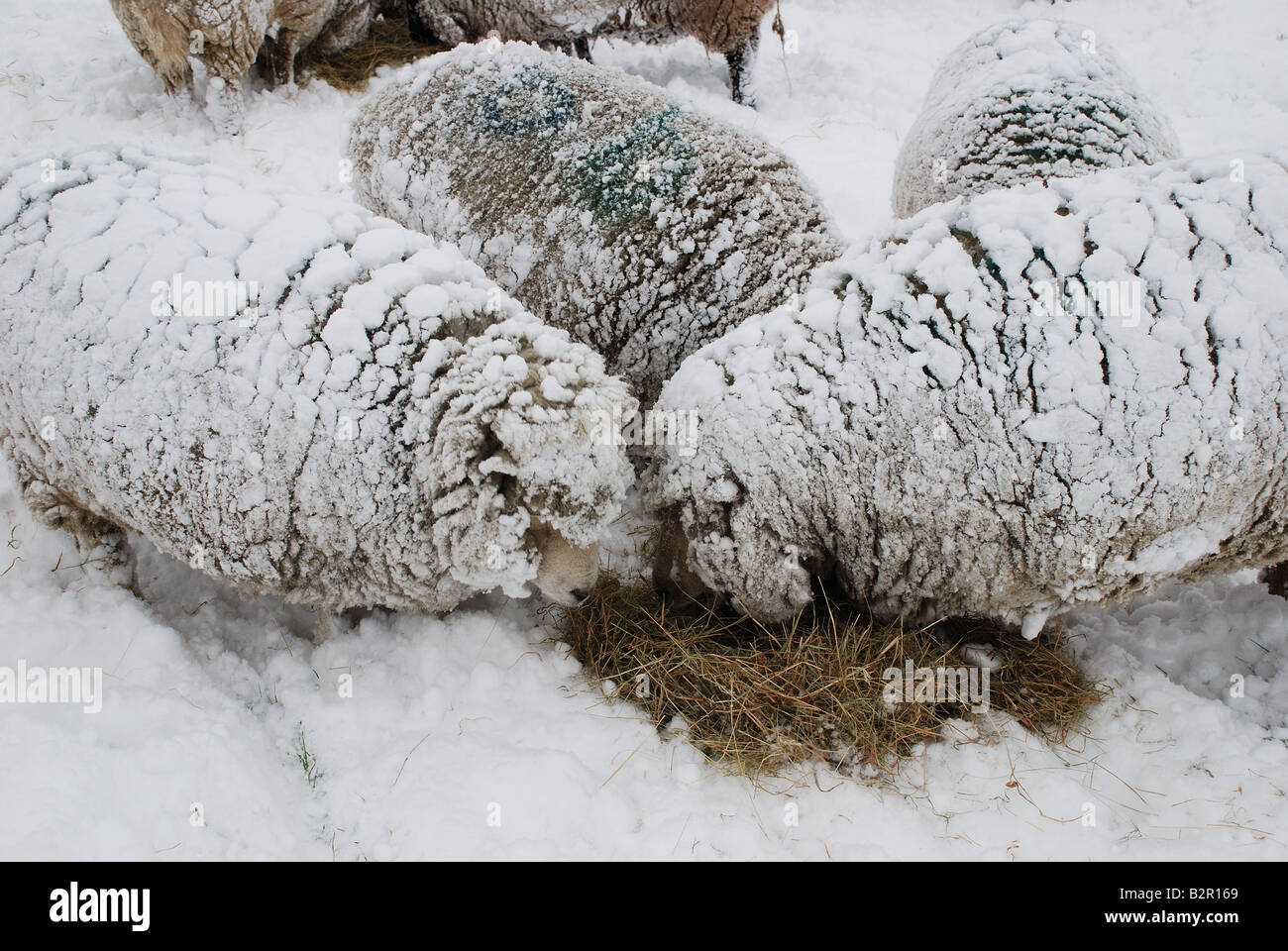 Sheep eating hay in the snow Stock Photo - Alamy