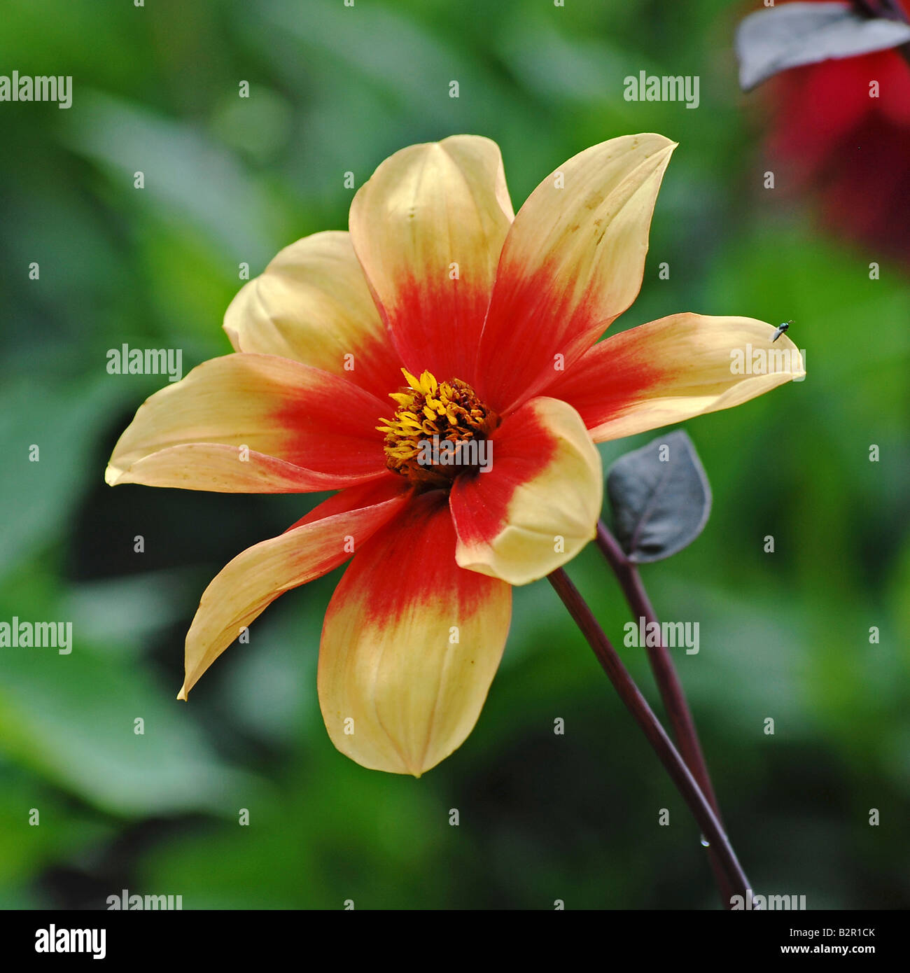 Dahlia Moonfire Stock Photos & Dahlia Moonfire Stock Images - Alamy