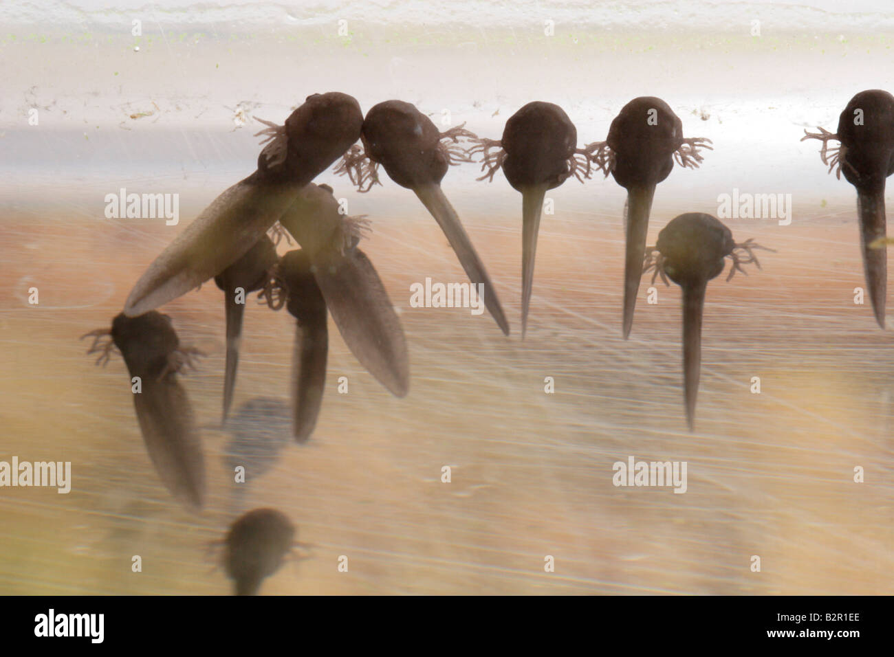 Tadpoles in the early stages of development, showing external gills ...