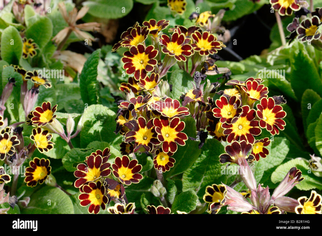 Primula, Gold Laced Polyanthus, in bloom Stock Photo - Alamy
