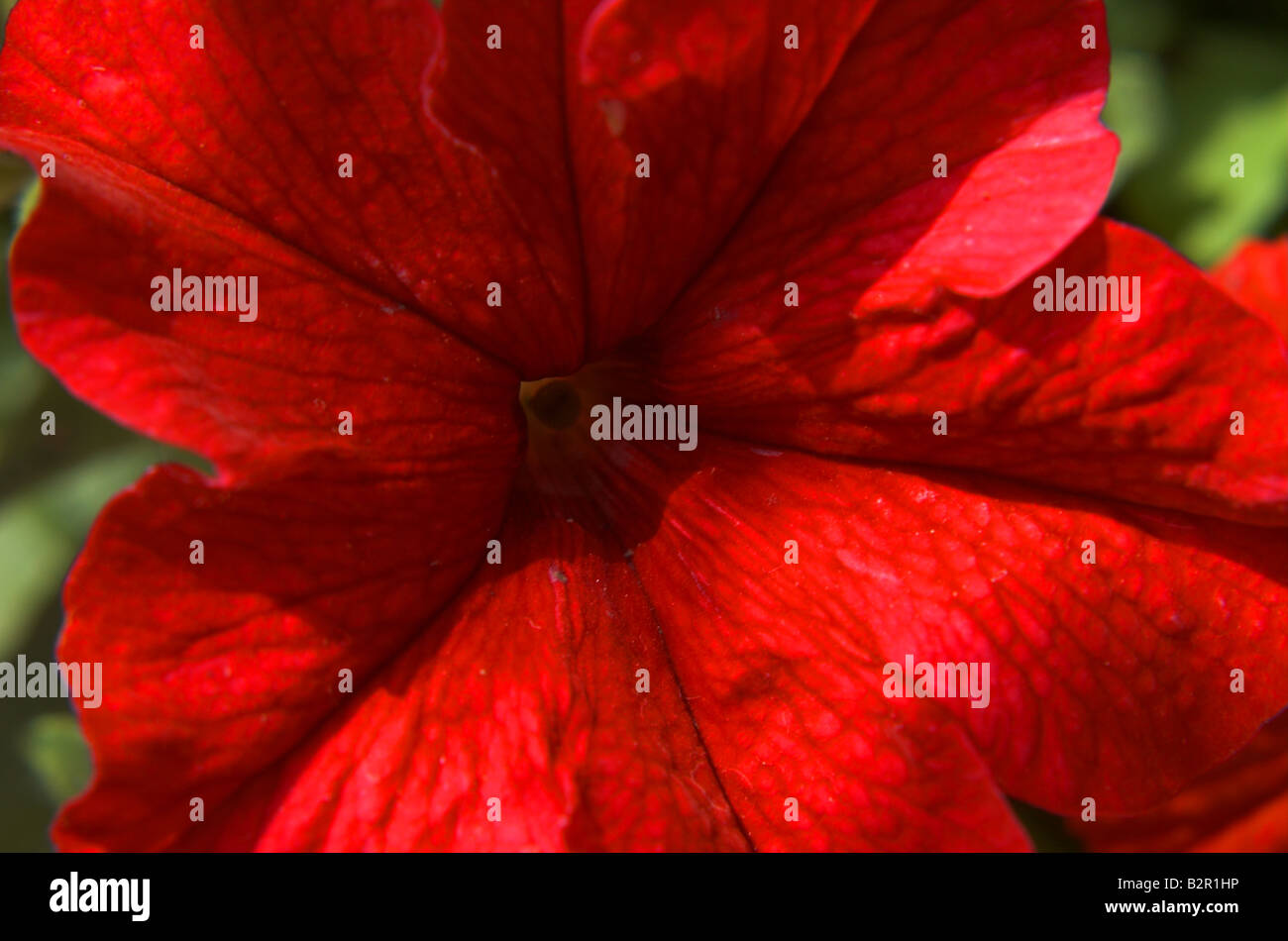 Deep red petunia hi-res stock photography and images - Alamy