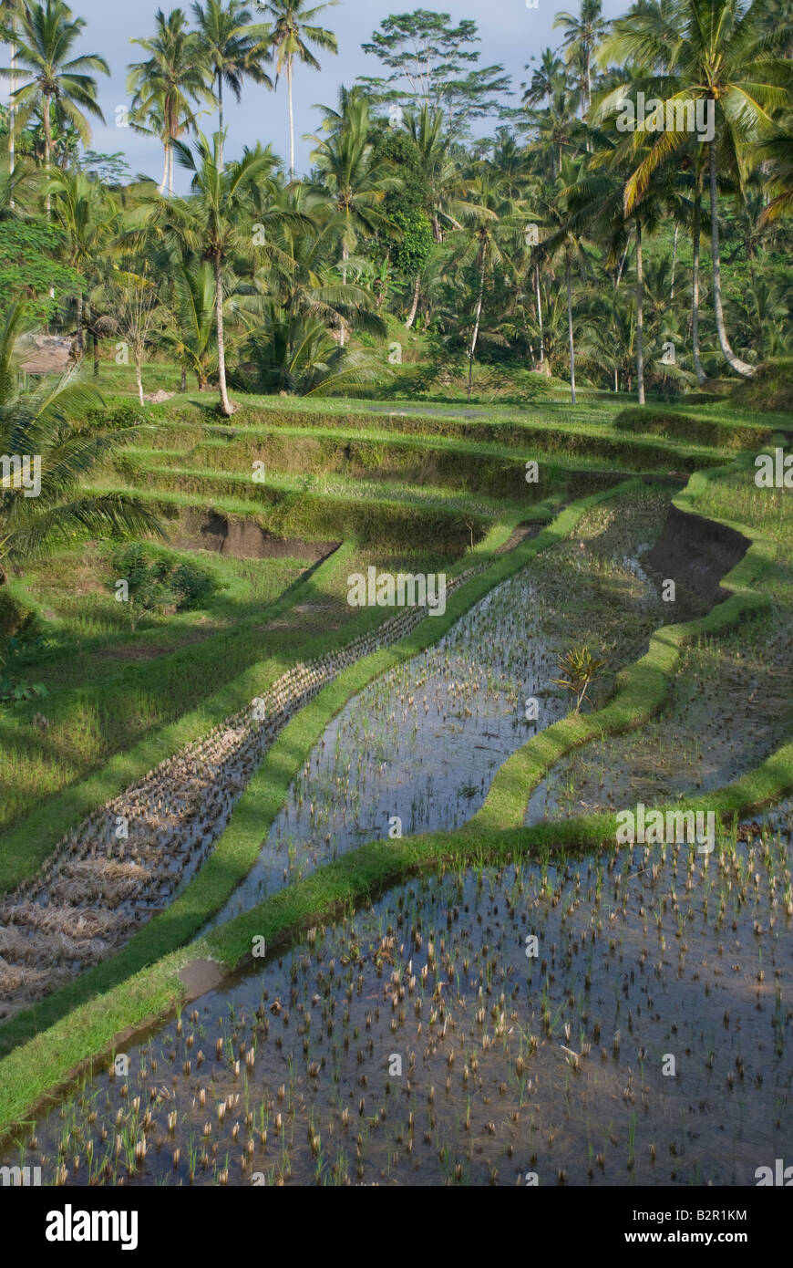 bali indonesia ubud rice paddy field terrace tier palm jungle water ...