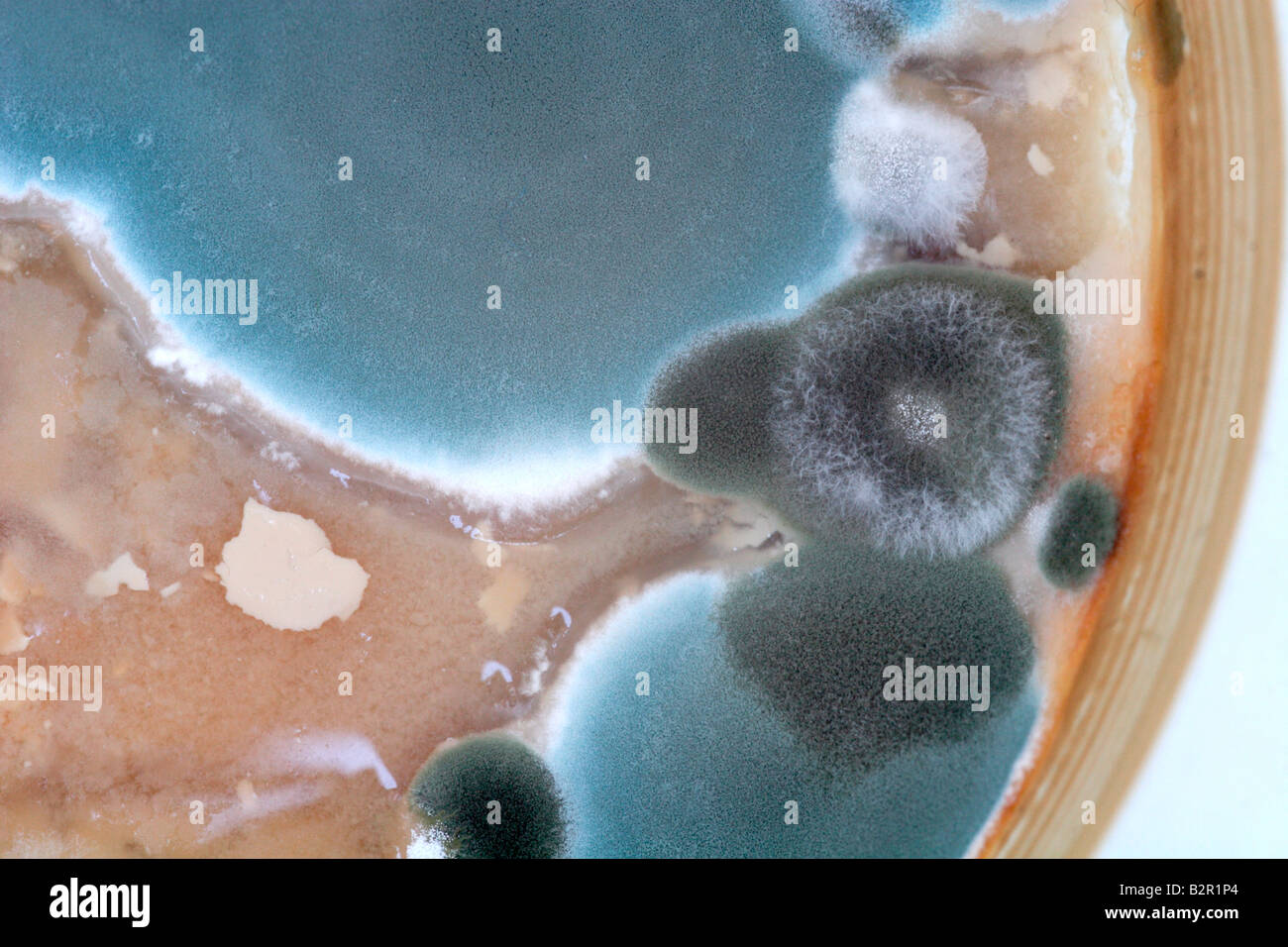 Bacteria growth hi-res stock photography and images - Alamy