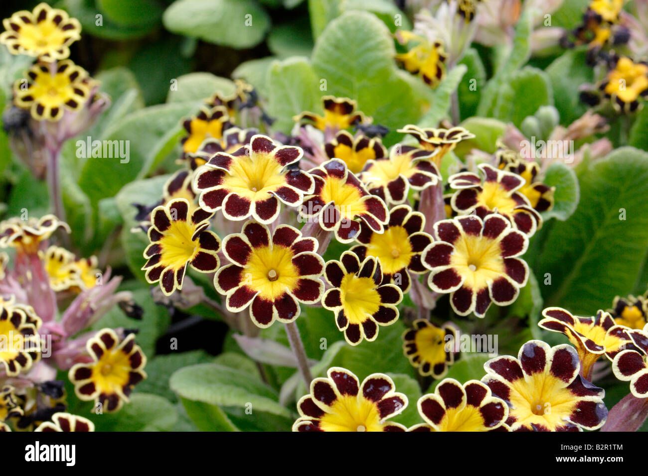 Primula, Gold Laced Polyanthus, in bloom Stock Photo - Alamy