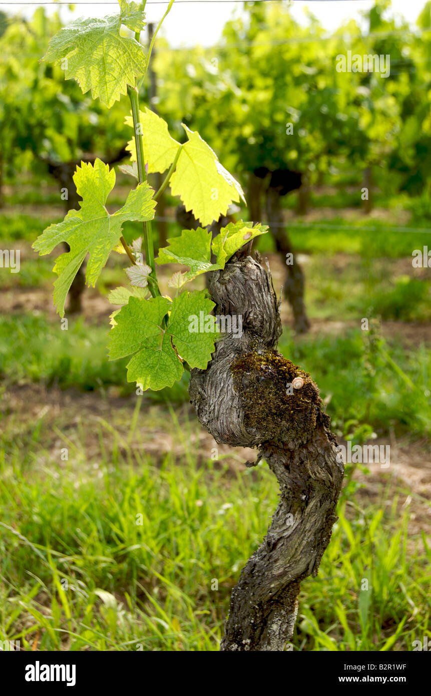 Vine of French vineyard. Bordeaux. France Stock Photo - Alamy