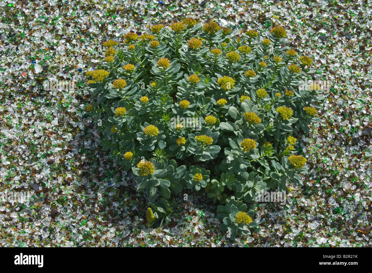 Roseroot Sedum rosea mulched with crushed grass Lerwick Shetland ...