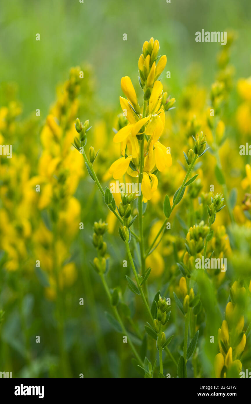 Dyers greenweed greenwood hi-res stock photography and images - Alamy