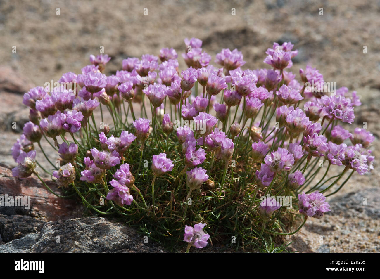 Thrift Armeria maritima flowers Unst Shetland Island Scotland UK Europe ...
