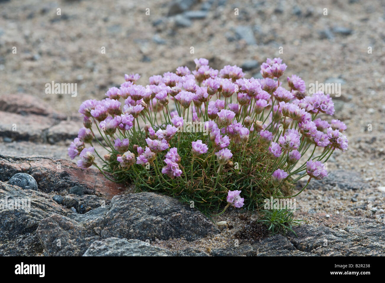 Thrift Armeria maritima flowers Unst Shetland Island Scotland UK Europe ...