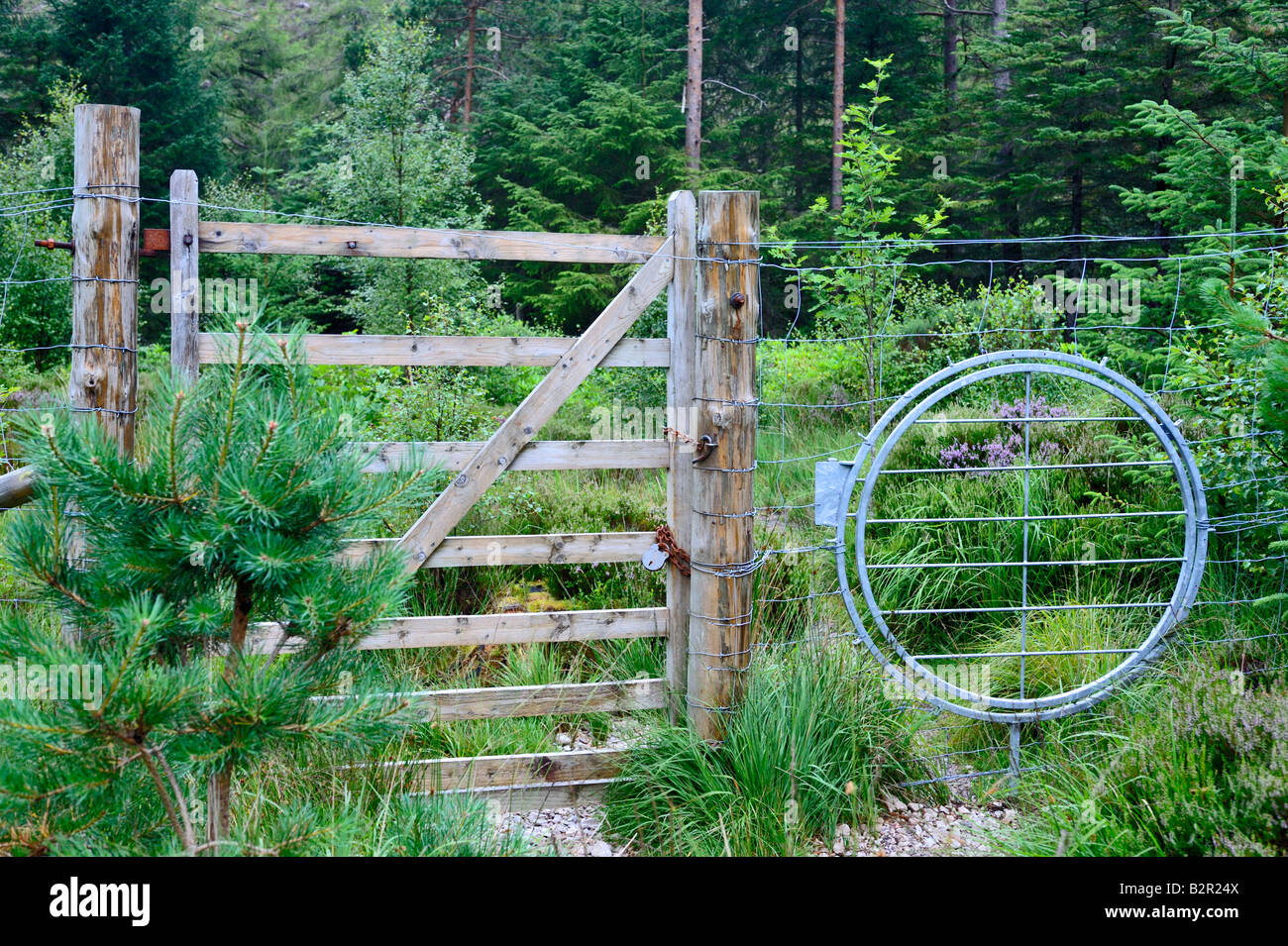 Locked gate and circular metal access hatch in deer fence ...