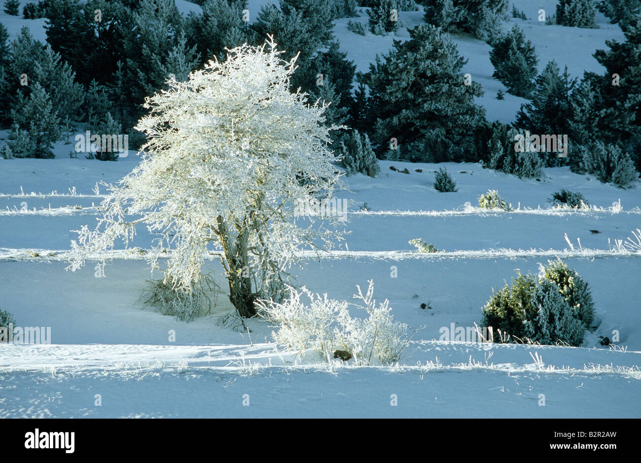 Frozen tree at Sierra Gudar , Teruel province , Spain Stock Photo - Alamy