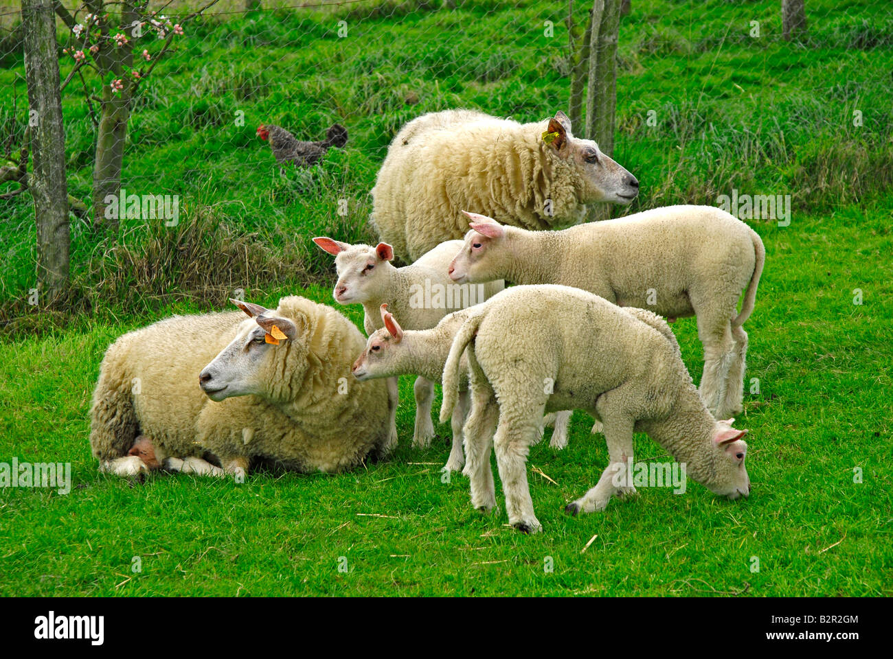Sheep France High Resolution Stock Photography and Images - Alamy