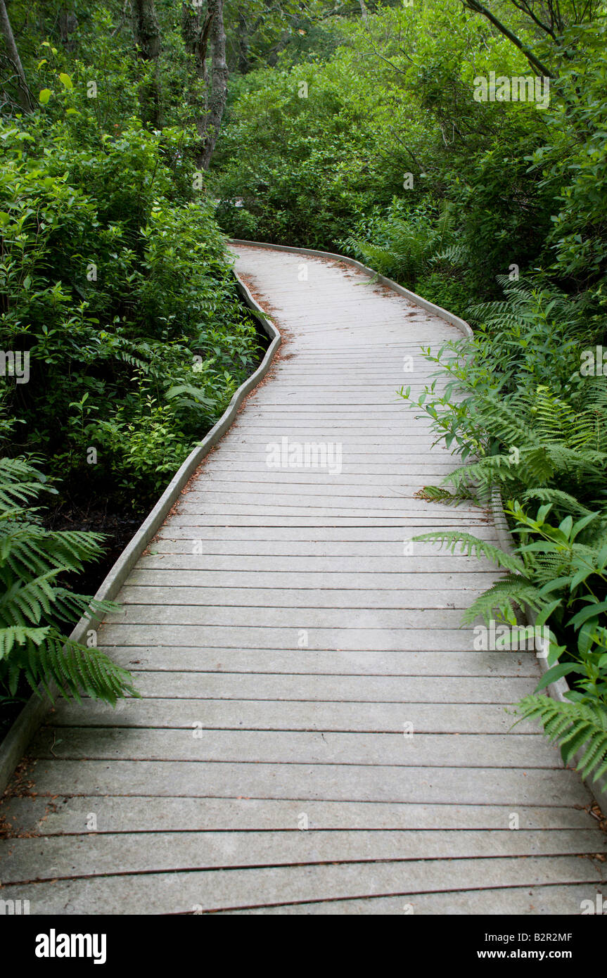 A winding walkway into the woods on Cape Cod MA Stock Photo - Alamy