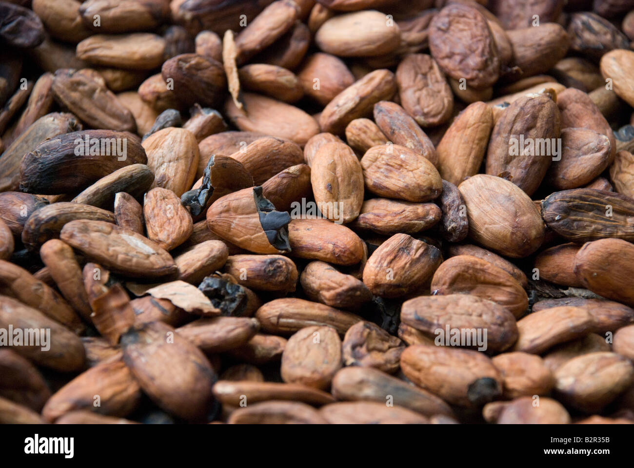 Cocoa beans dry sun hi-res stock photography and images - Alamy
