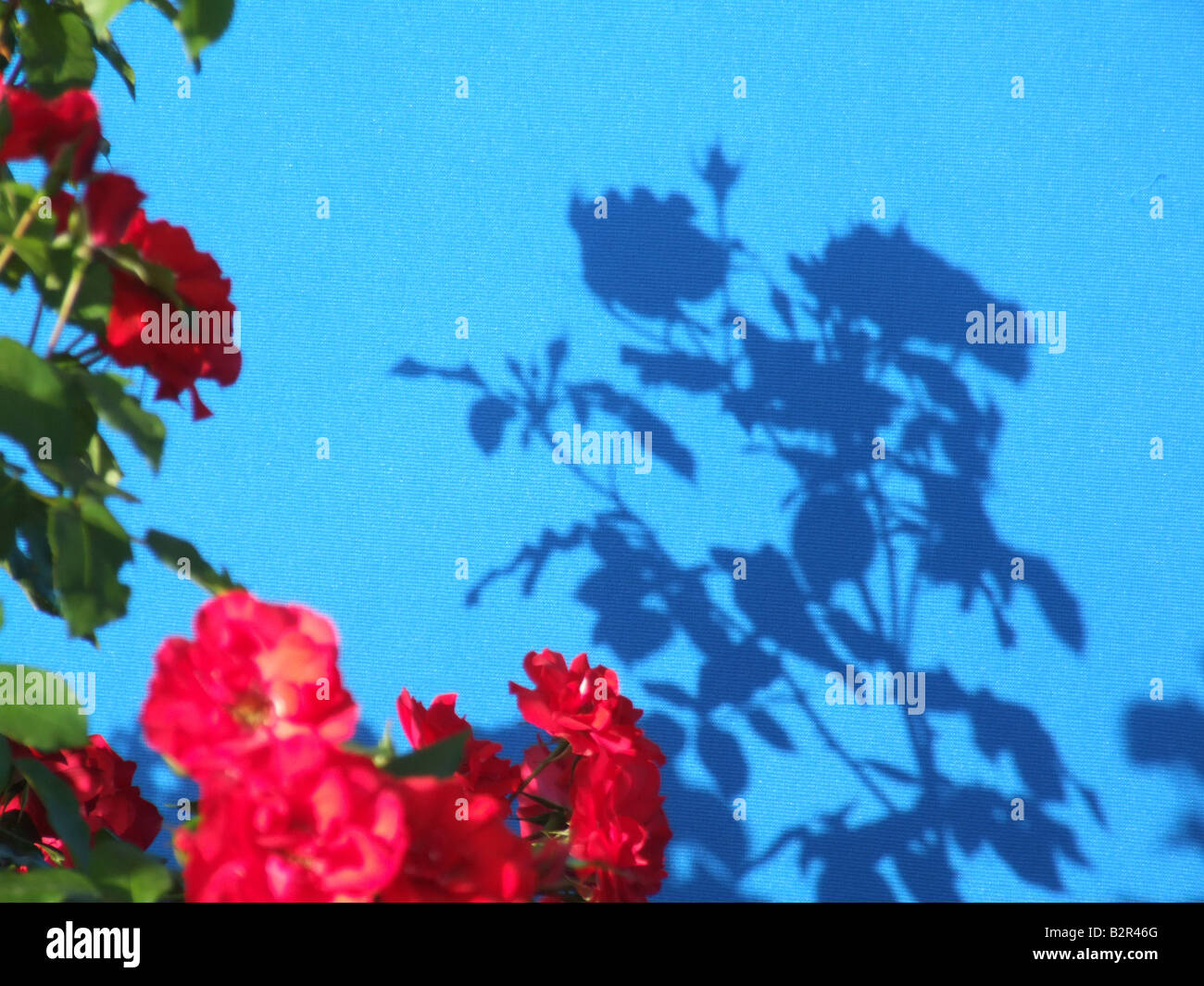 flower bush shadow on blue wall in sun outdoors Stock Photo - Alamy