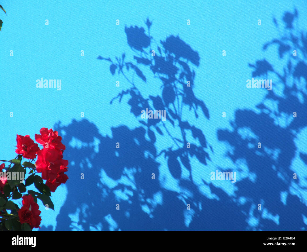flower bush shadow on blue wall in sun outdoors Stock Photo - Alamy