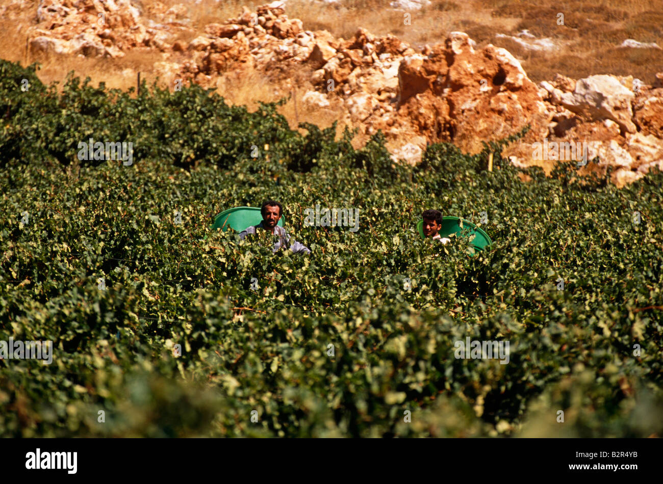 Agriculture lebanon vines vineyard hi-res stock photography and images ...