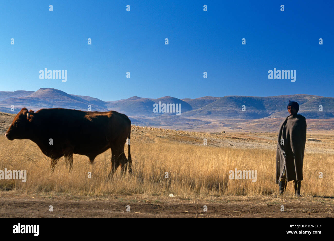 Lesotho basotho cattle hi-res stock photography and images - Alamy
