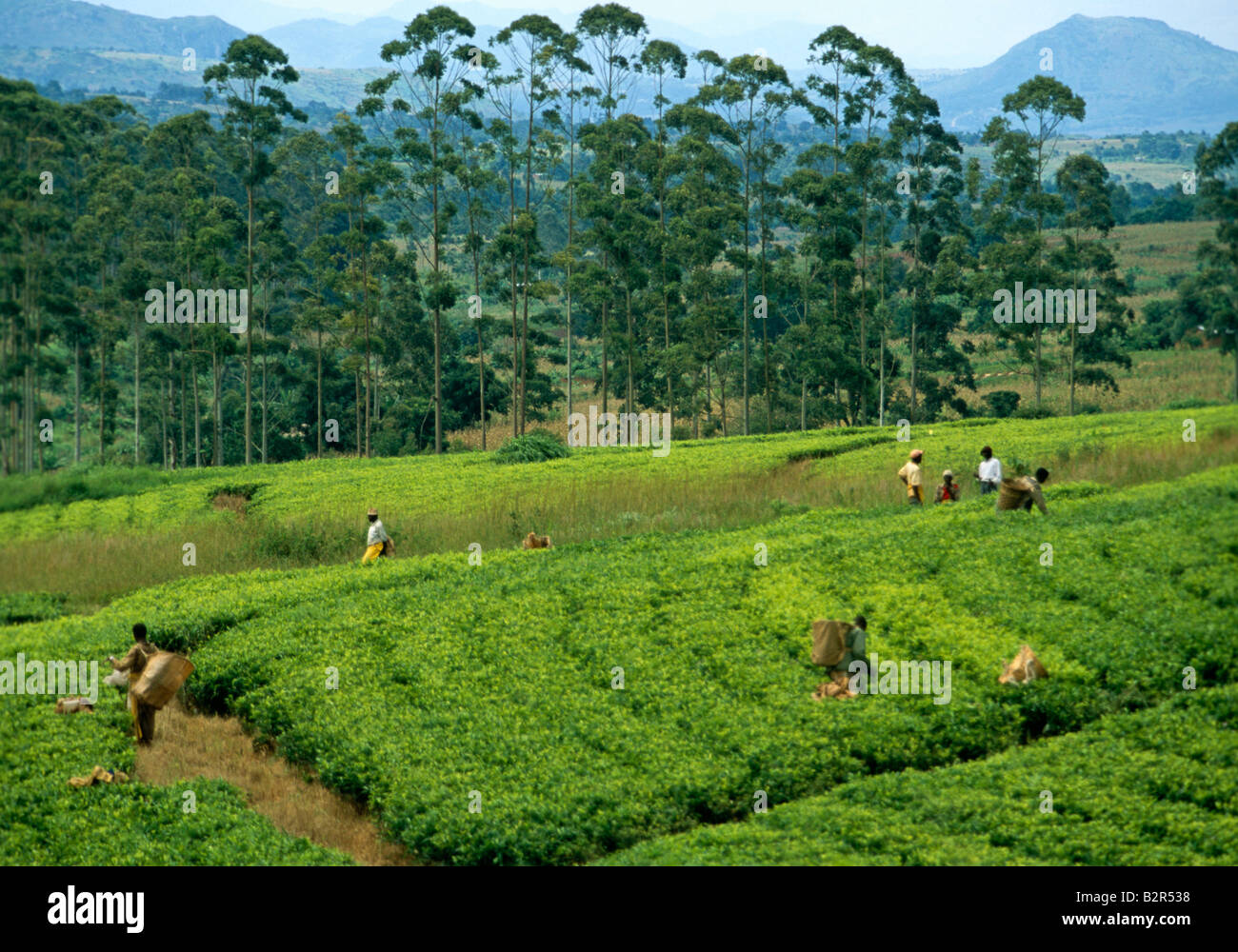 Malawi tea plantation hi-res stock photography and images - Alamy