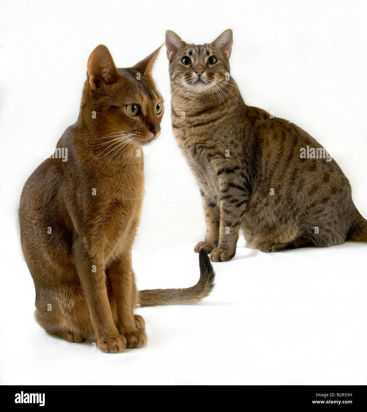 2 cats sitting Stock Photo - Alamy