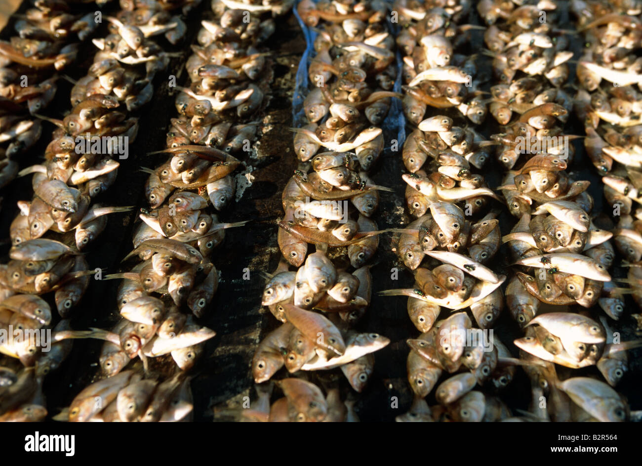Drying fish malawi hi-res stock photography and images - Alamy