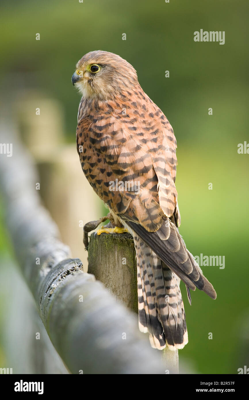 Female Kestrel Plumage High Resolution Stock Photography and Images - Alamy