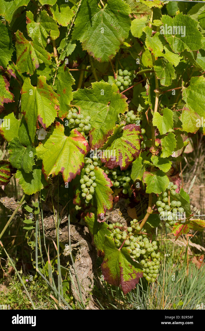 Grape vines (bunches of grapes one month before fully ripe), Indre et ...