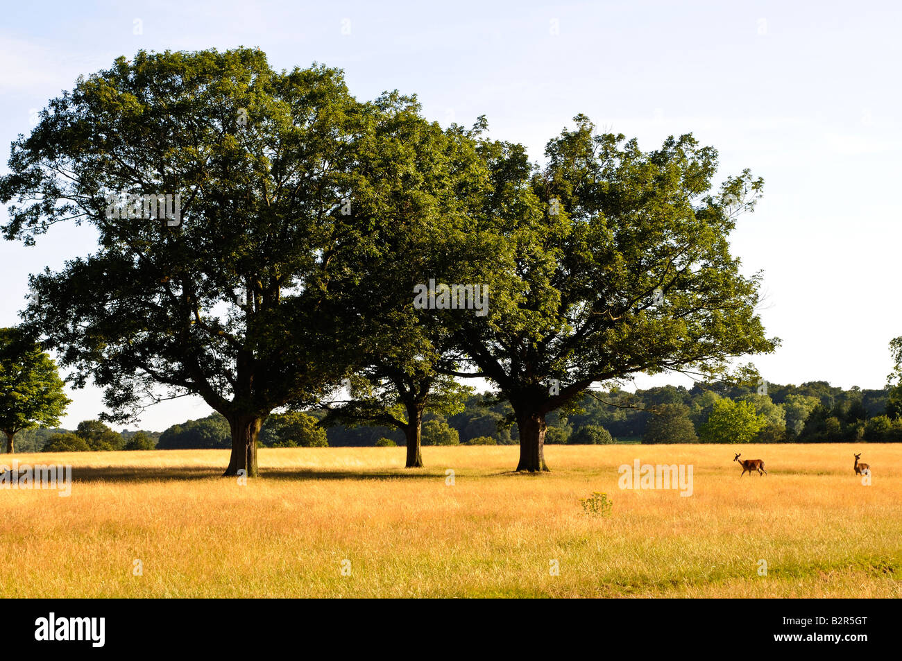 Oak trees uk hi-res stock photography and images - Alamy