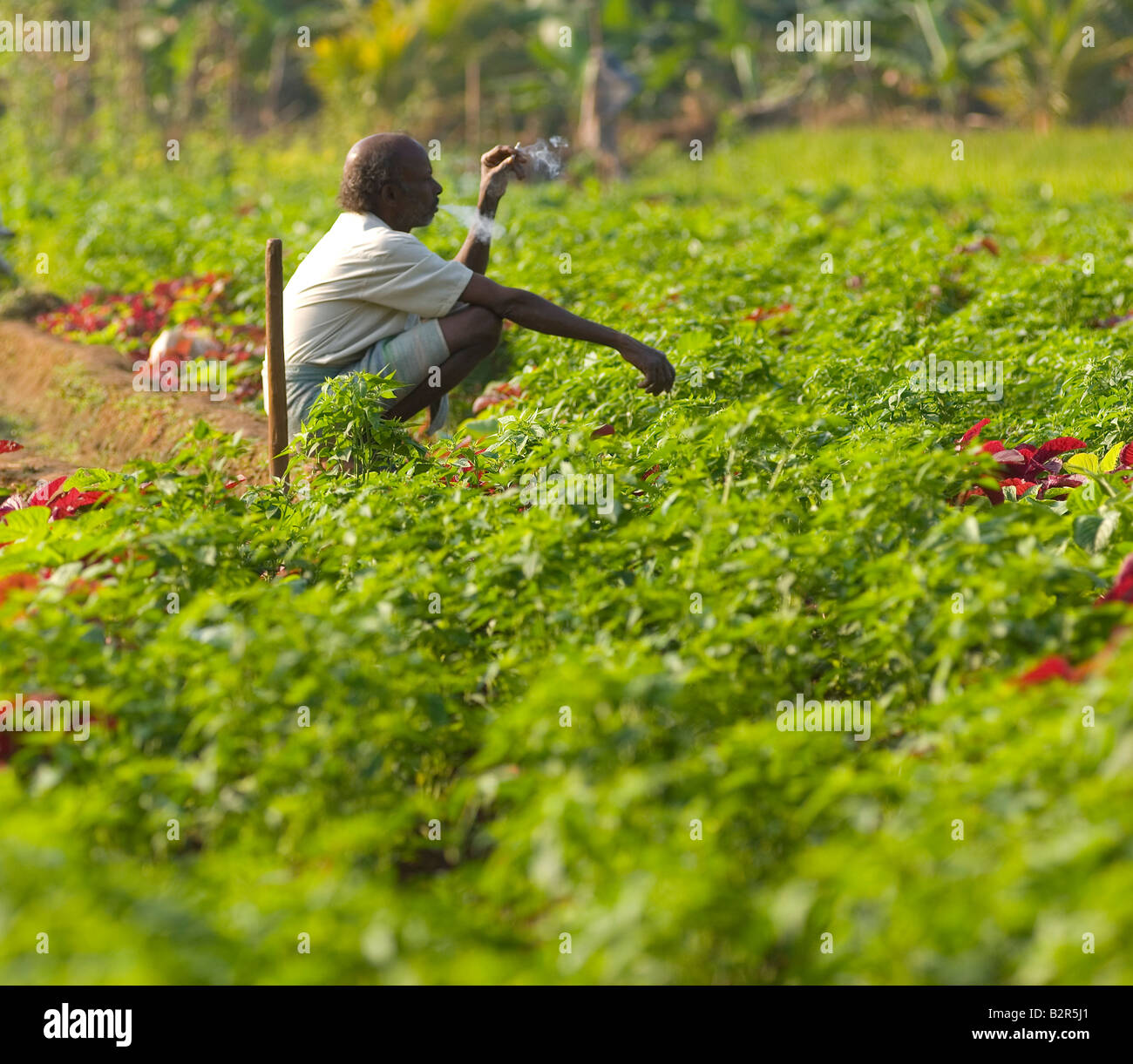 Worker in fields, Goa, India, Subcontinent, Asia Stock Photo - Alamy