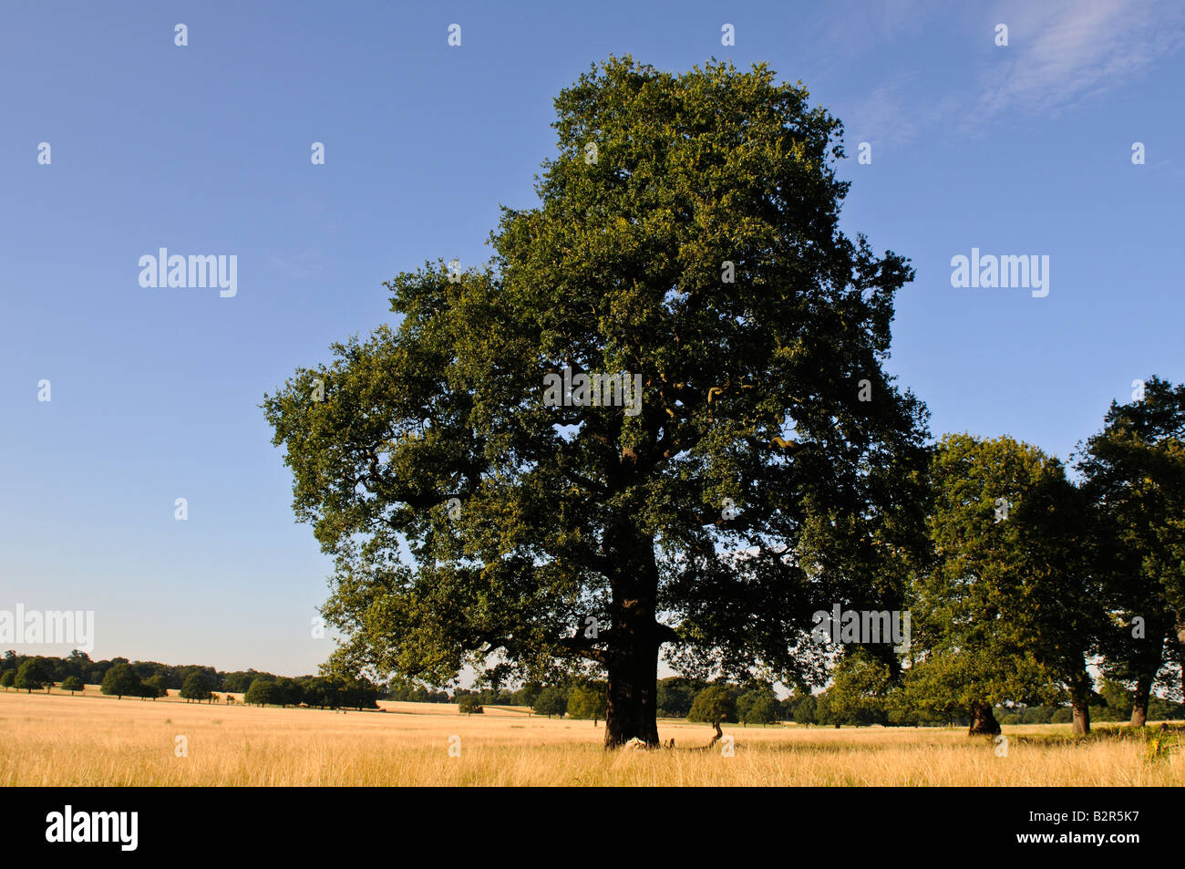 Oak trees Richmond Park Surrey England UK Stock Photo - Alamy