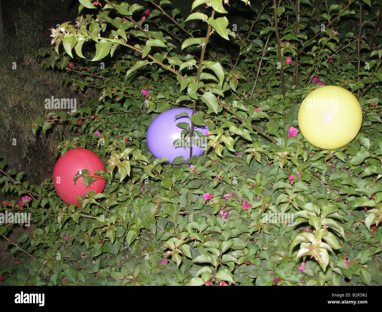 Coloured balloons on a bush decorate a birthday party at night Stock ...