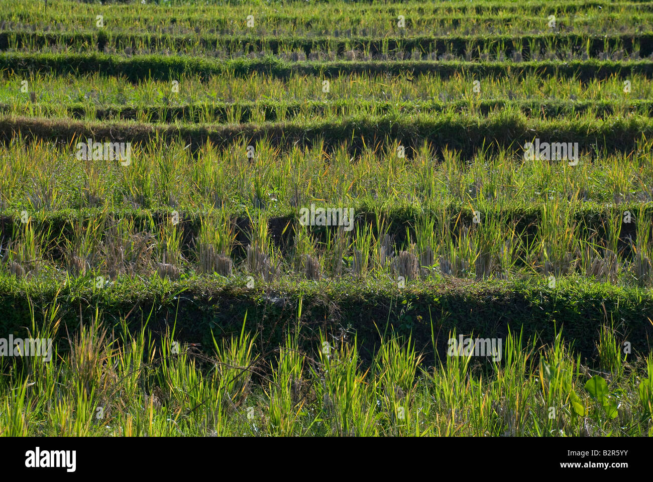 bali ubud indonesia rice field paddy paddies grass water terrace lines ...
