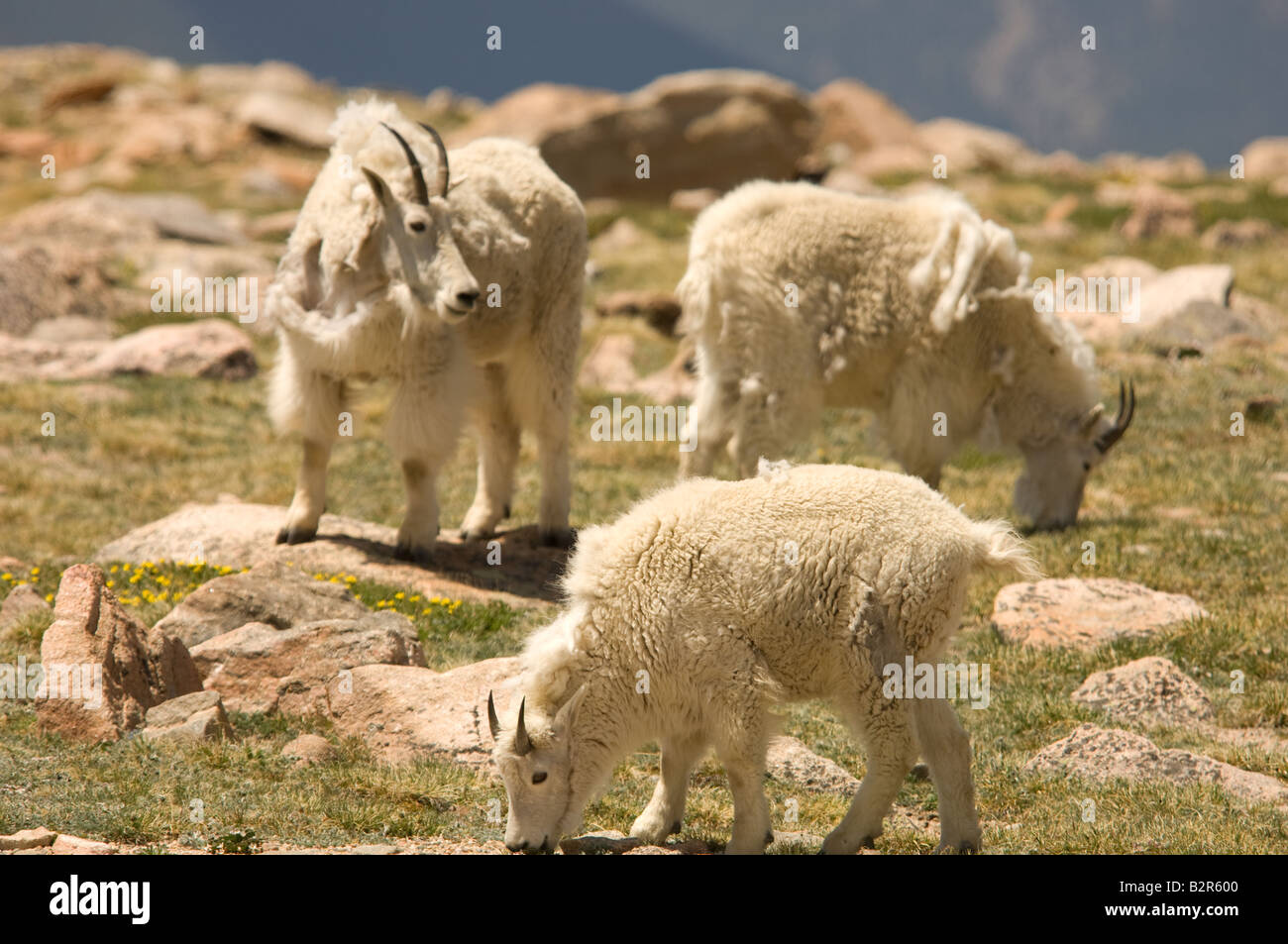 Mt goats hi-res stock photography and images - Alamy