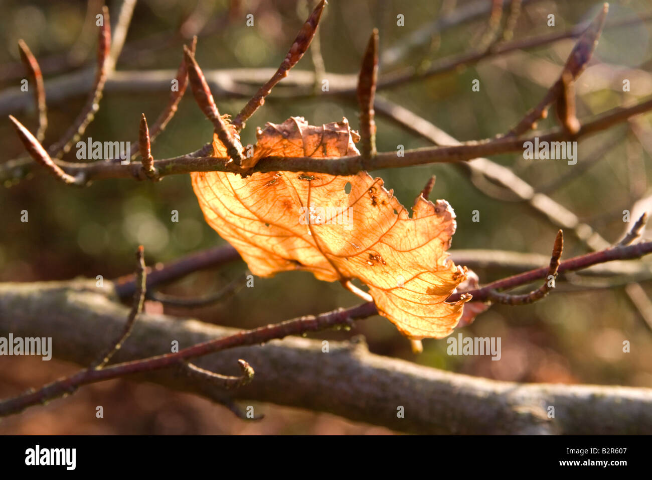 Autumn leaf caught in twigs Stock Photo - Alamy