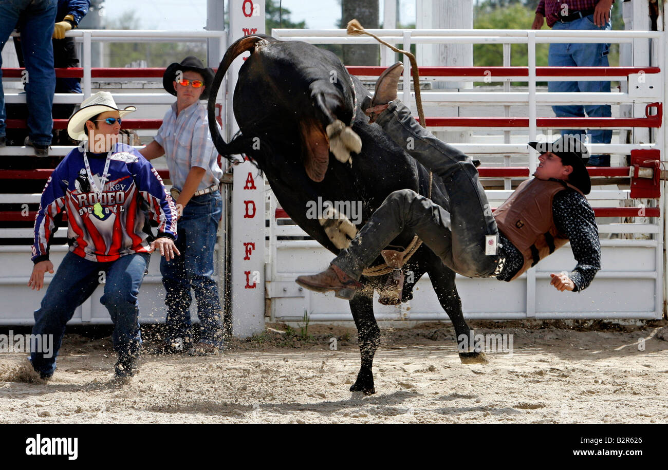 US HOMESTEAD Sankey s Rodeo School Bullriding A cowboy falls from a ...