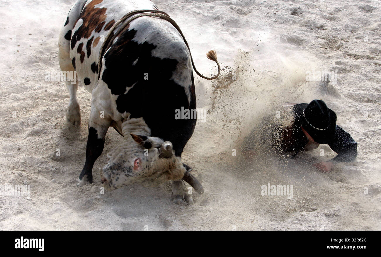 US HOMESTEAD Sankey s Rodeo School A cowboy is being attacked by a bull ...