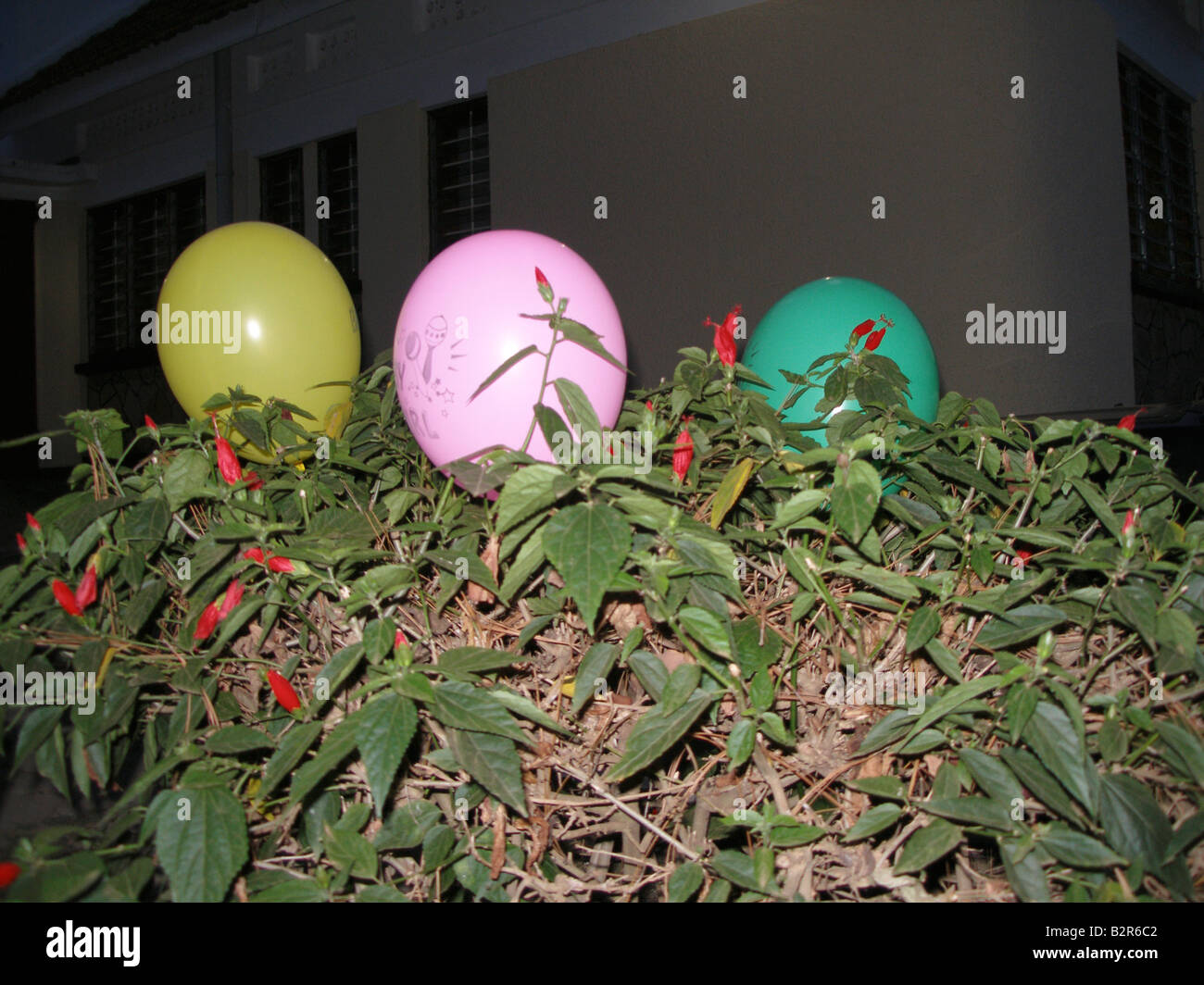 Coloured balloons on a bush decorate a birthday party at night Stock ...