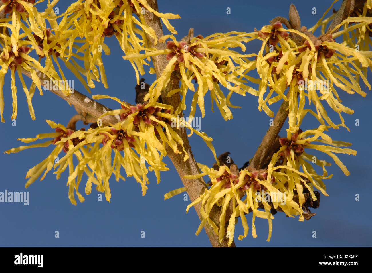 Hamamelis Intermedia Arnold Promise