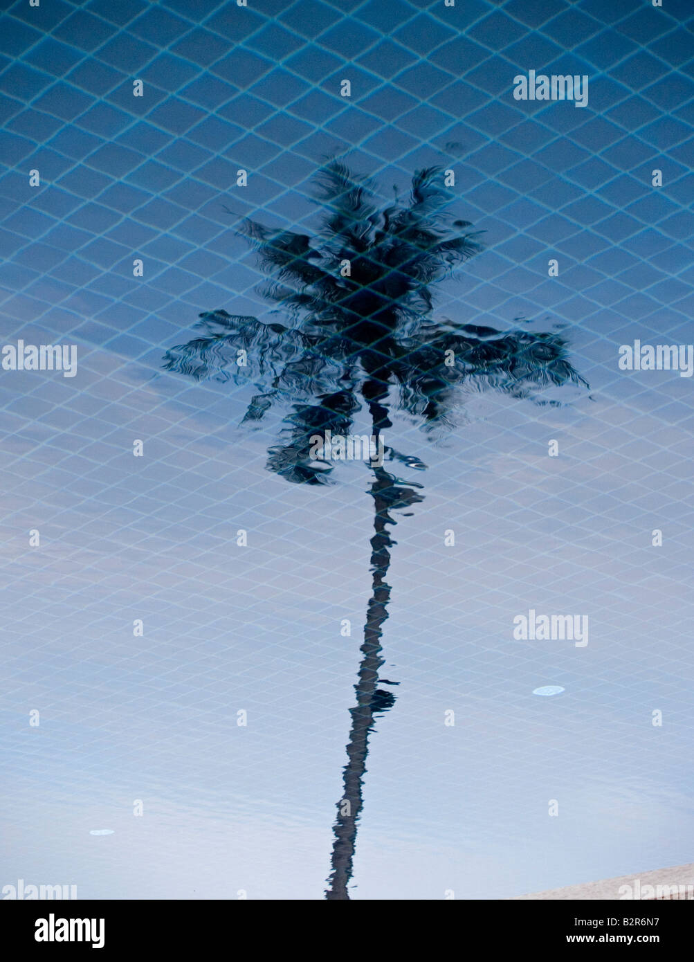 silhouette of a coconut tree reflected in an infinity edge pool on Koh ...