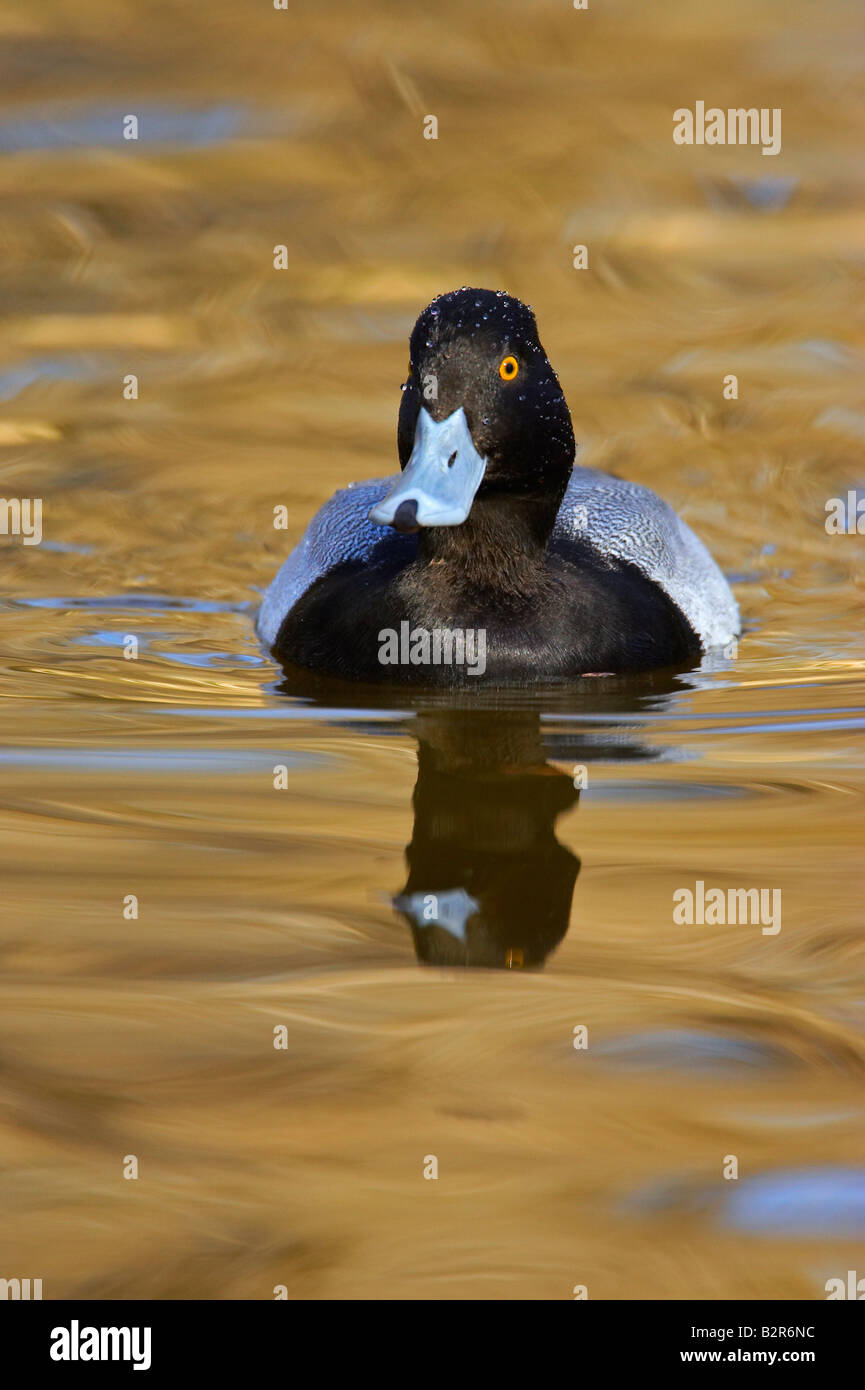 Lesser Scaup Aythya affinis Fort Worth Texas USA Stock Photo - Alamy
