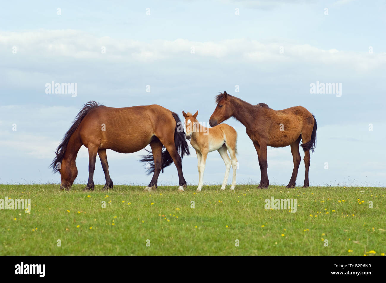 New forest ponies hi-res stock photography and images - Alamy
